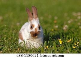 Domestic rabbit Oryctolagus cuniculus Order: Lagomorpha Family ...