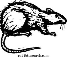 Rat Clip Art | rat | Fotosearch