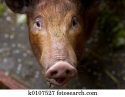 Pigs chewing on gate Stock Image | k10286393 | Fotosearch