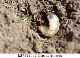 Green June Beetle Stock Image | k2202070 | Fotosearch