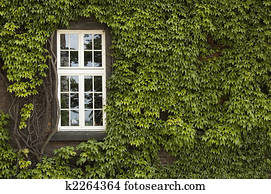 Ivy covered wall and shuttered window Picture | ie283-034 | Fotosearch