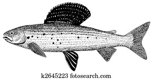 Arctic Stock Illustration | Our Top 1000+ Arctic Images | Fotosearch