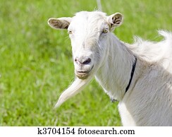 goat图片,i图片,at图片(第9页)_大山谷图库