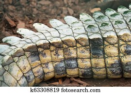 Crocodile's tail Stock Photograph | is263-006 | Fotosearch
