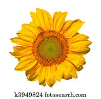Sunflower Head Picture | k0645854 | Fotosearch
