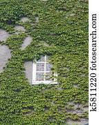 Ivy covered wall and shuttered window Picture | ie283-034 | Fotosearch