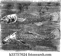 Side View Of Old Water Pump & Trough Stock Image | s19571 | Fotosearch