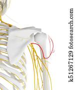 Shoulder, axillary nerve compression Stock Illustration | mm109007 ...