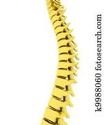 Backbone Stock Illustrations | Our Top 1000+ Backbone art | Fotosearch