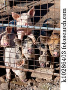Pigs chewing on gate Stock Image | k10286393 | Fotosearch