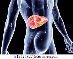 Location of Liver Unlabeled Stock Illustration | 9960d_hr | Fotosearch