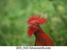 Rooster Stock Photo | u17736307 | Fotosearch