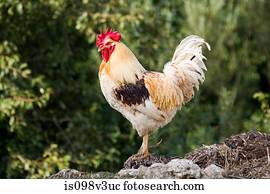 Rooster Stock Photo | u17736307 | Fotosearch