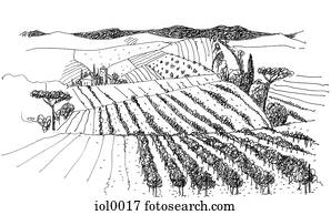 A black and white ink drawing of a vineyard Drawing | iol0013 | Fotosearch
