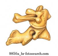 Atlas and Axis Articulated Posterior Superior View Unlabeled Stock ...