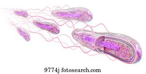 Structure of Virus Unlabeled Clipart | 9775a | Fotosearch