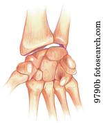 Ligaments of the Right Hand (Palmar view) Unlabeled Stock Illustration ...