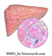 Liver Lobule Unlabeled Stock Illustration | 9960f_hr | Fotosearch