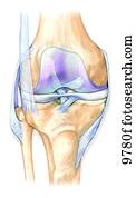 Right Knee Ligaments Anterior Unlabeled Drawing | 9793_l | Fotosearch