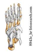 Ligaments of sole of foot - II, plantar view. A. Deep dissection. Stock ...