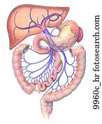 Liver Lobule Unlabeled Stock Illustration | 9960f_hr | Fotosearch