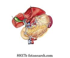 Liver, biliary tract, and pancreas Stock Illustration | ca104005 ...