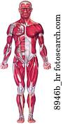 Simplified muscular system anterior/front view. Clipart | ks02b ...