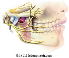 Muscles of the Temporomandibular Joint (TMJ) Labeled Clip Art | 9932a ...