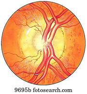 Left Eye Outer Anatomy Unlabeled Stock Illustration | 9691a_hr | Fotosearch