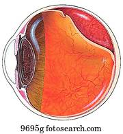 Fundus of Eye Unlabeled Stock Illustration | 9691h_hr | Fotosearch