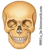 Stock Illustration of Mandible Unlabeled 9991d_hr - Search Clipart ...