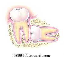 Primary Teeth Unlabeled Stock Illustration | 9931c_hr | Fotosearch