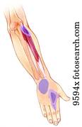 Flexor carpi radialis m., trigger points Stock Illustration | mm119009 ...