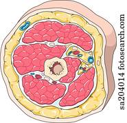 Cross-section of arm at level just above elbow showing arrangement of ...