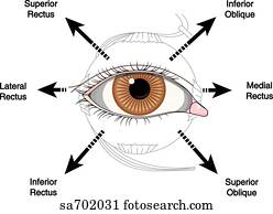 Labels and arrows for the various extraocular eye movements. Drawing ...