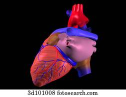 Heart anatomy Stock Illustration | ccp01049 | Fotosearch