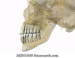 Anterior view of nerve supply to teeth; image of head and jaw is ...