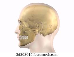 Overview of permanent dentition. Drawing | 3d301032 | Fotosearch