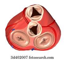 Heart in Systole (Superior View, Atria Removed) Unlabeled Stock ...