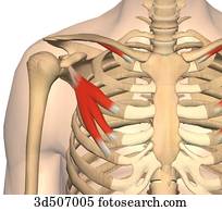 Posterior view of both infraspinatus muscles and their bony attachments ...