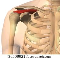 Anterior view of the supinator muscle with bony attachments. Clipart ...