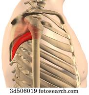 Lateral view of the subclavius and pectoralis minor muscles and their ...