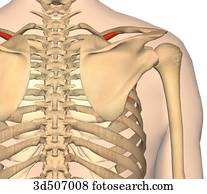 Posterior view of both infraspinatus muscles and their bony attachments ...