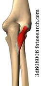 Posterior view of the thorax showing both rhomboid muscles and their ...