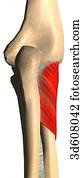 Anterior view of the supinator muscle with bony attachments. Clipart ...