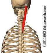 Posterior view of upper thorax and neck region showing the splenius ...