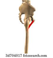 Posterior view of the thigh showing the pectineus muscle and its ...