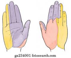 Cutaneous Innervation of Hand Stock Illustration | handcnrv | Fotosearch