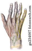 Cutaneous Innervation of Hand Stock Illustration | handcnrv | Fotosearch