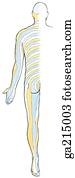 Dermatomes Stock Illustration | h301029 | Fotosearch